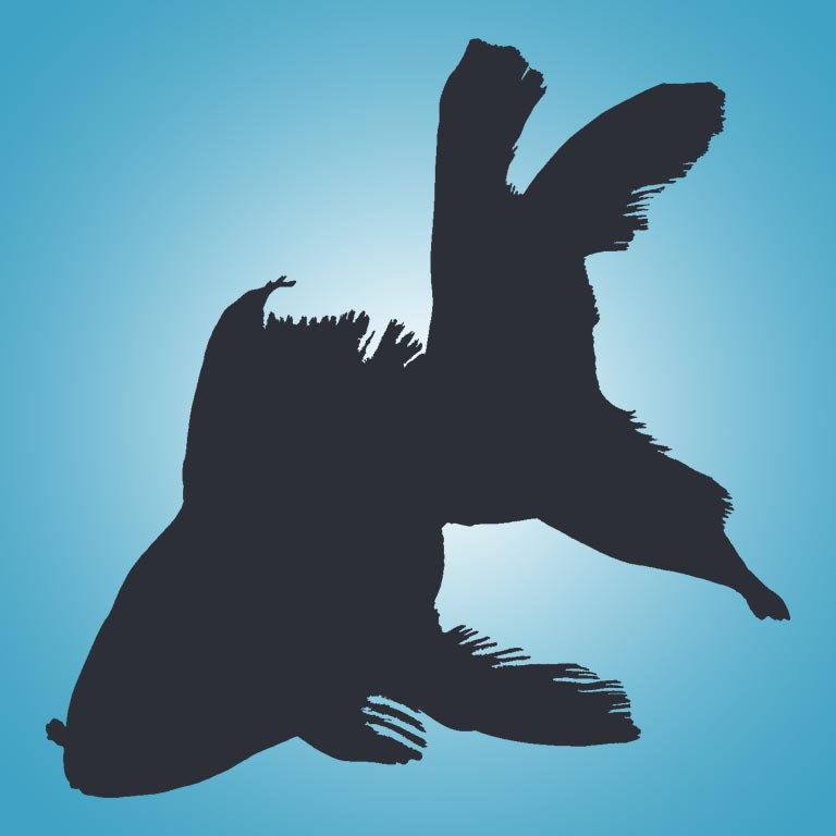 Shadow Shapes Level 77 • Game Solver