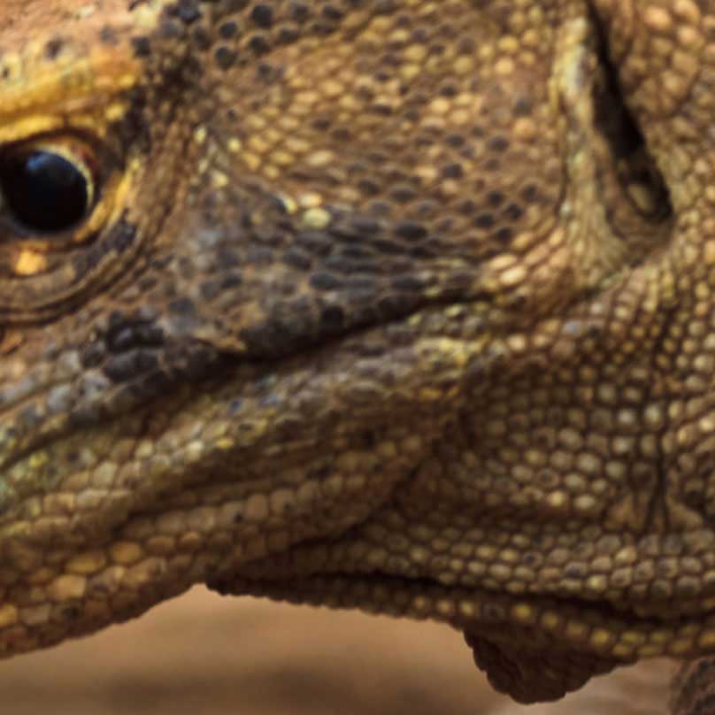 Zoomed In 2 nível 320 • Game Solver