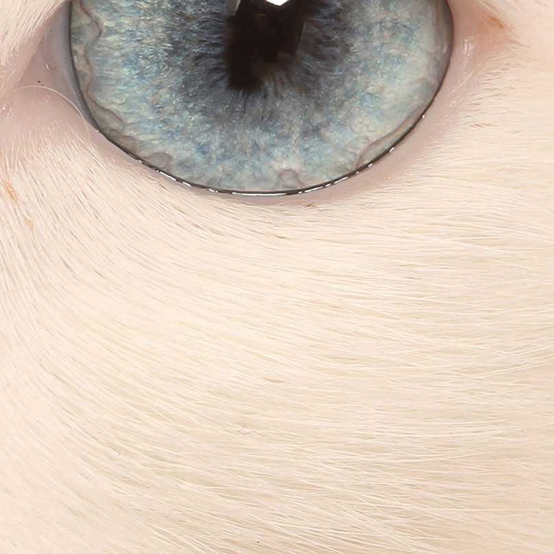 Zoomed In 2 nível 67 • Game Solver