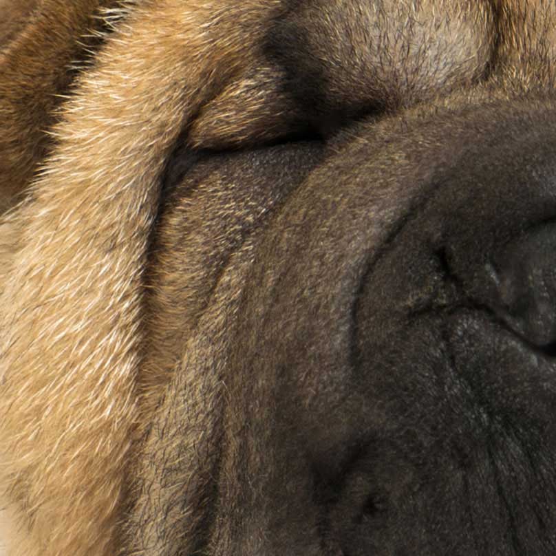 Zoomed In 2 niveau 29 Français • Game Solver