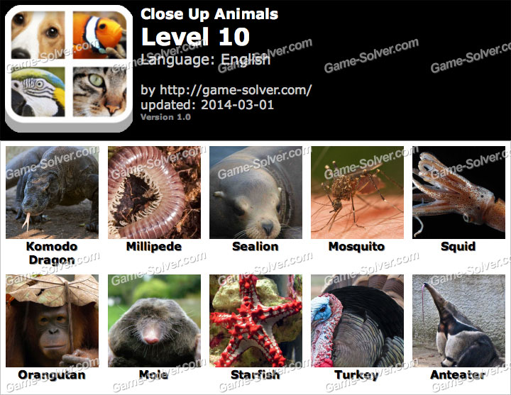 Close Up Animals Level 10 • Game Solver